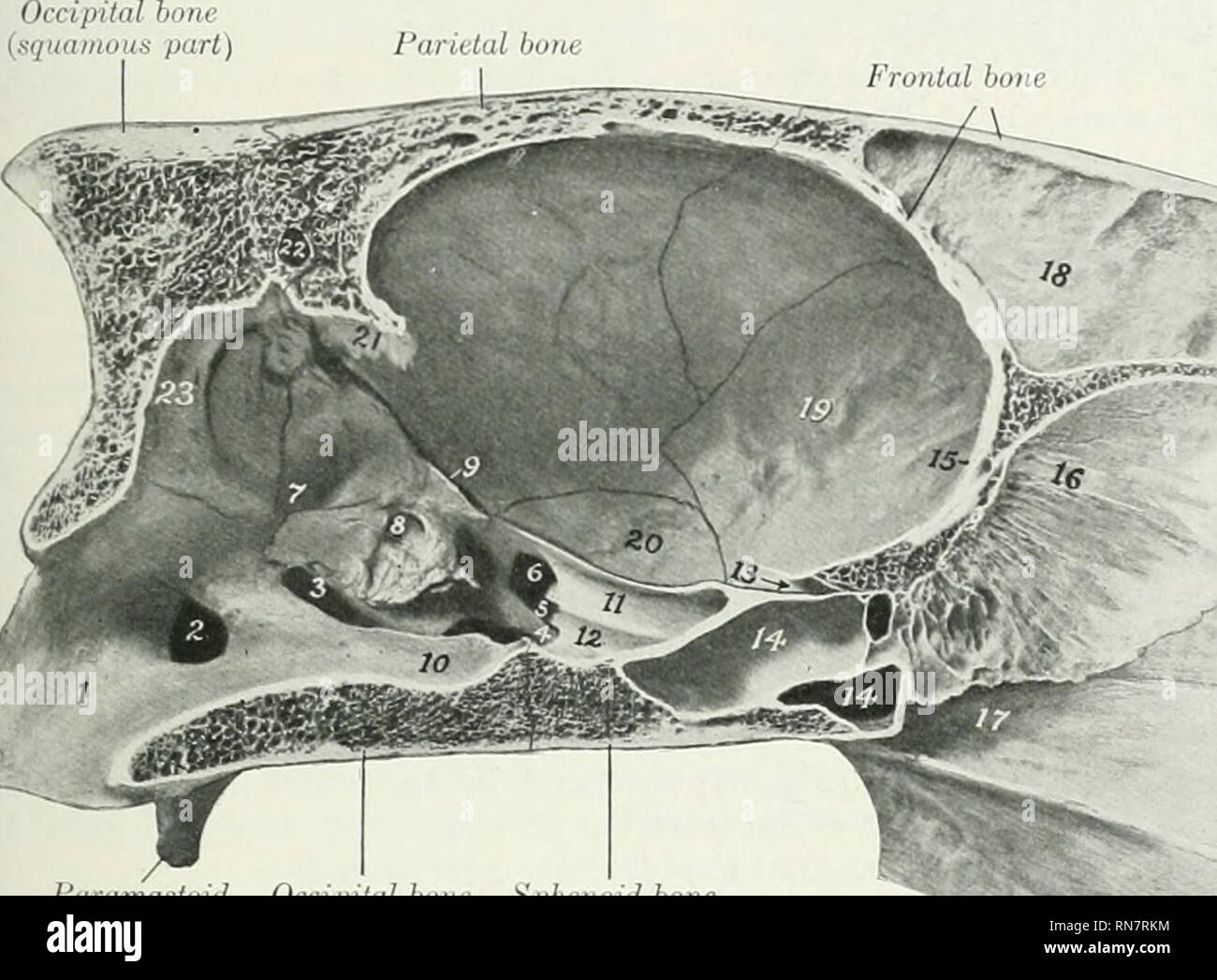 . The anatomy of the domestic animals. Veterinary anatomy. THE CRANIAL ...
