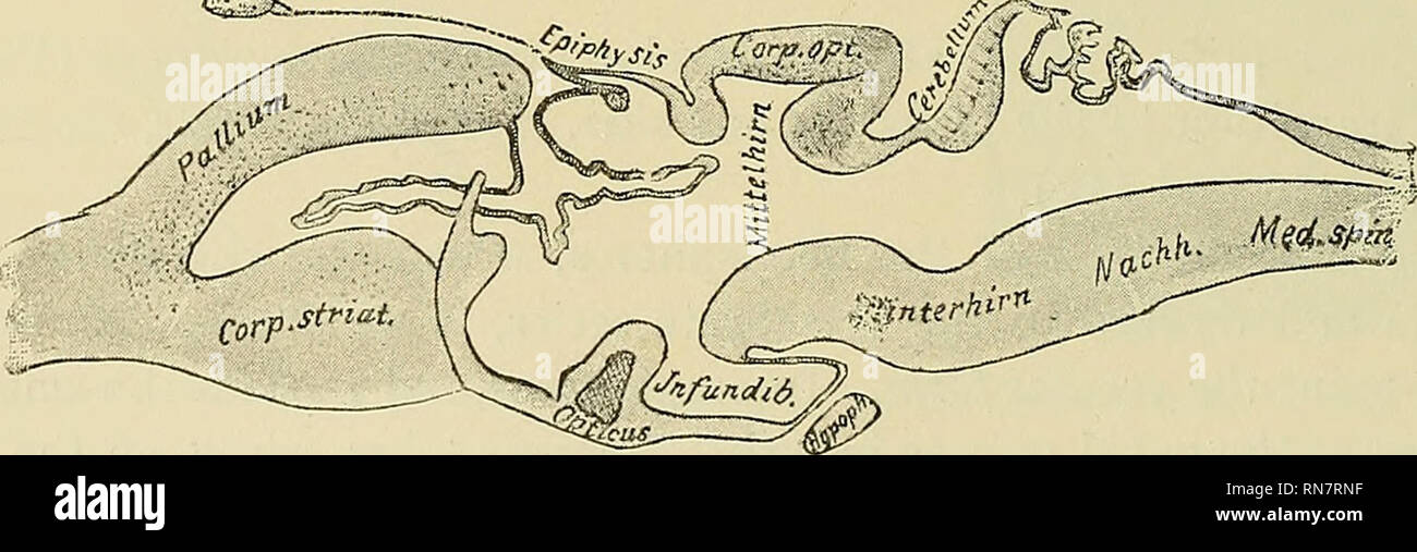 . The anatomy of the central nervous system of man and of vertebrates ...
