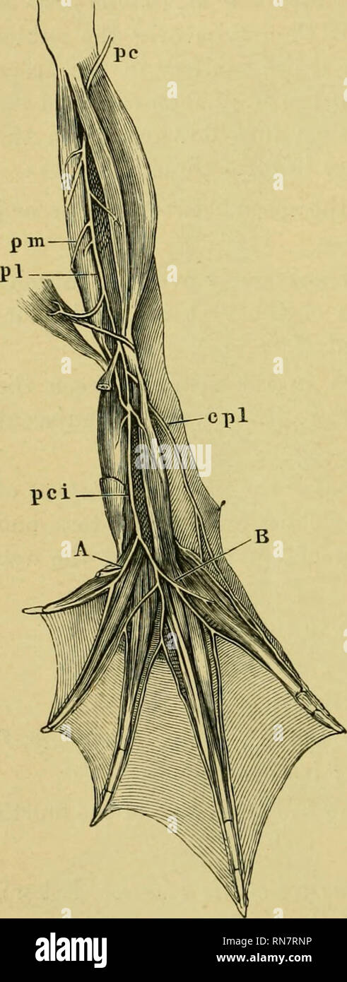 . The anatomy of the frog. Frogs -- Anatomy; Amphibians -- Anatomy. 196 ...