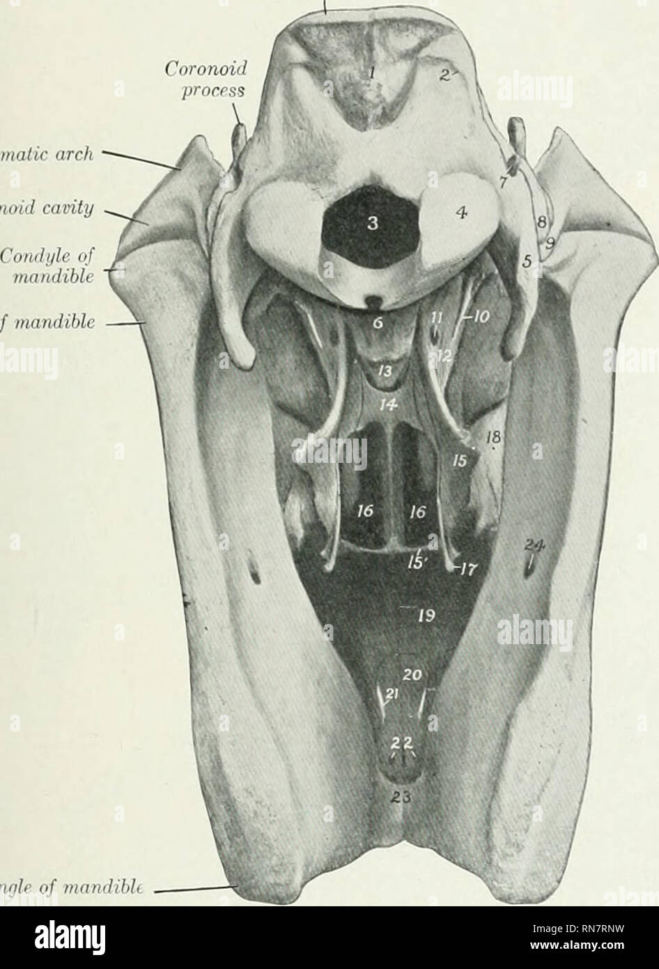 Nuchal crest hi-res stock photography and images - Alamy