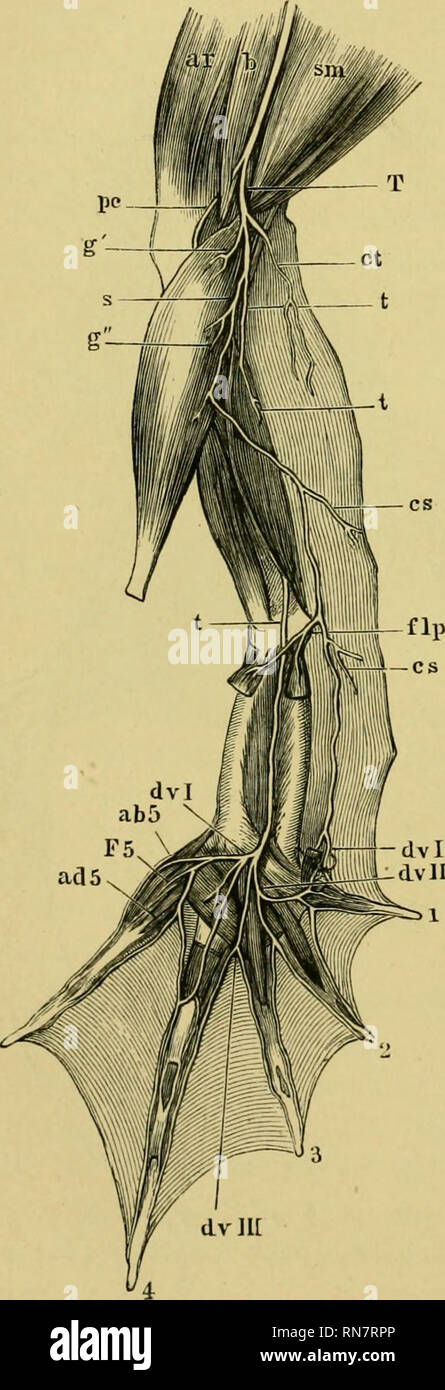 . The anatomy of the frog. Frogs -- Anatomy; Amphibians -- Anatomy. 194 ...