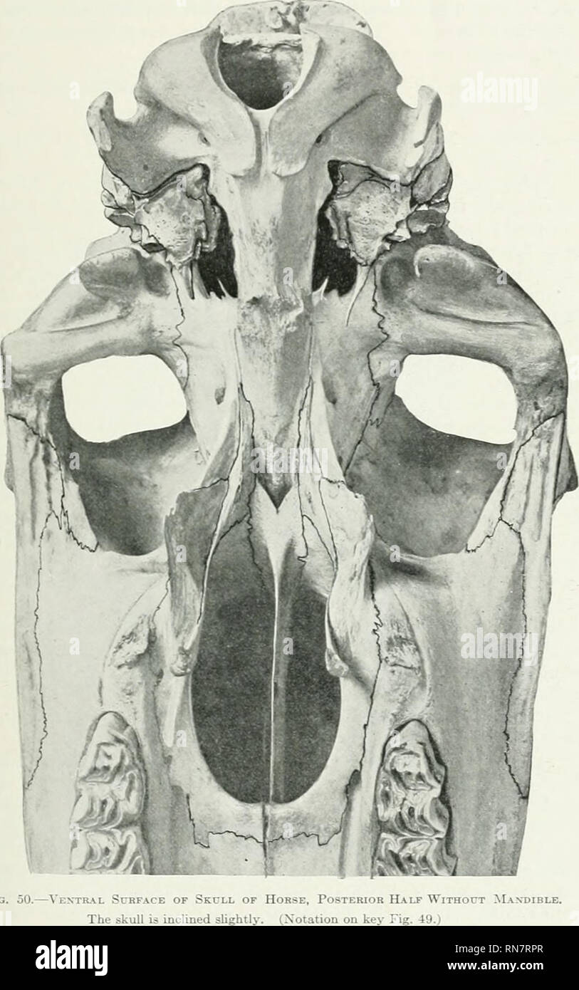 Infraorbital foramen hi-res stock photography and images - Alamy