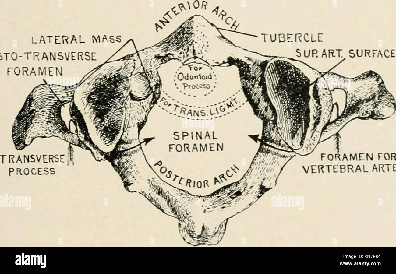 . Anatomy in a nutshell : a treatise on human anatomy in its relation ...