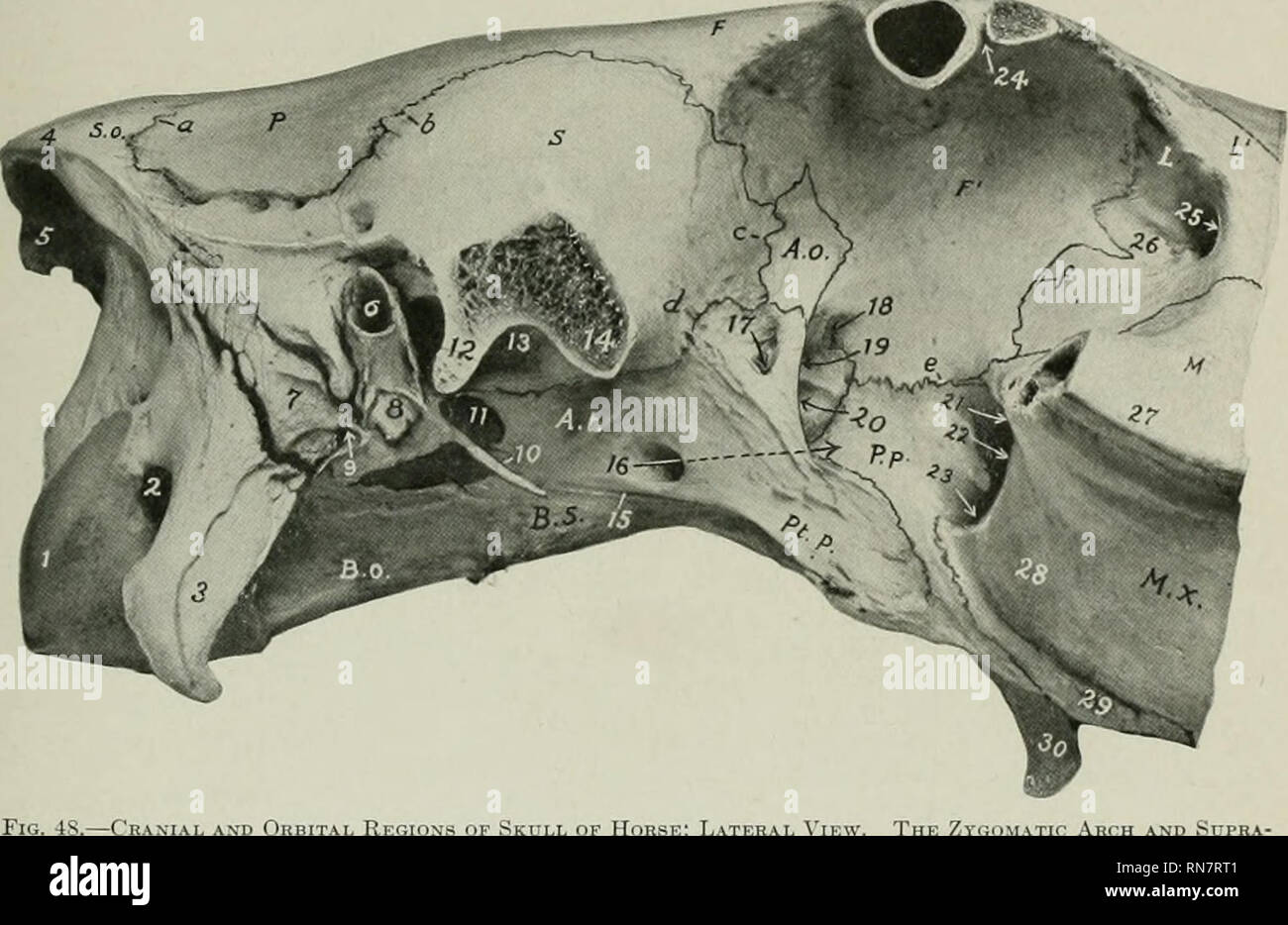 . The anatomy of the domestic animals. Veterinary anatomy. THE SKULL AS ...
