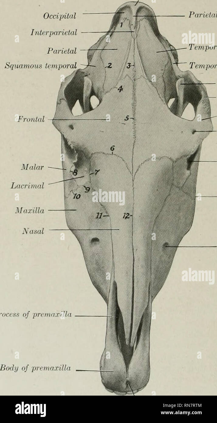Mastoid notch hi-res stock photography and images - Alamy