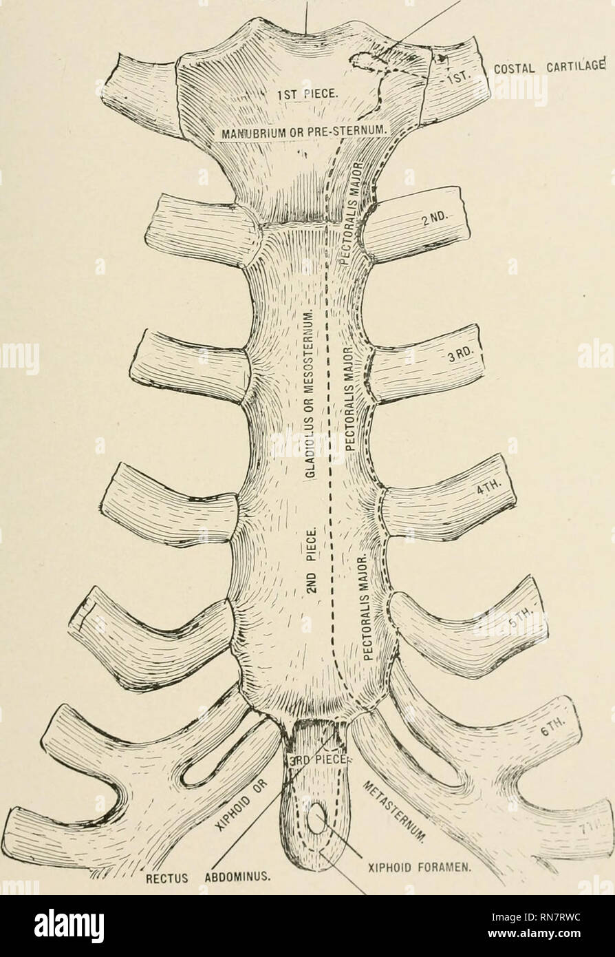 . Anatomy in a nutshell : a treatise on human anatomy in its relation ...