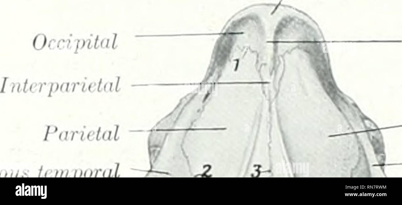 . The anatomy of the domestic animals. Veterinary anatomy. 74 THE ...