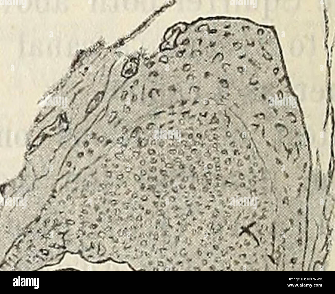 . Anatomischer Anzeiger. Anatomy, Comparative. 622 Mus musculus. The ...