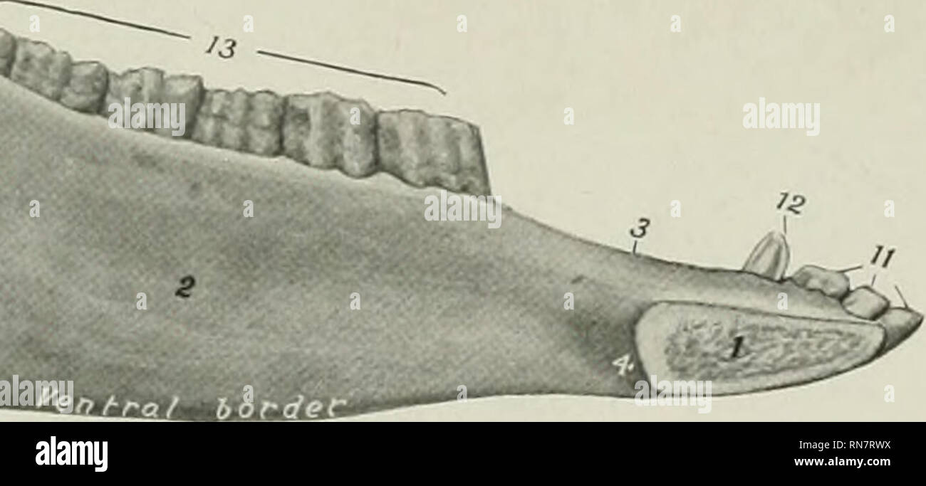 . The anatomy of the domestic animals. Veterinary anatomy. Fig. 45 ...