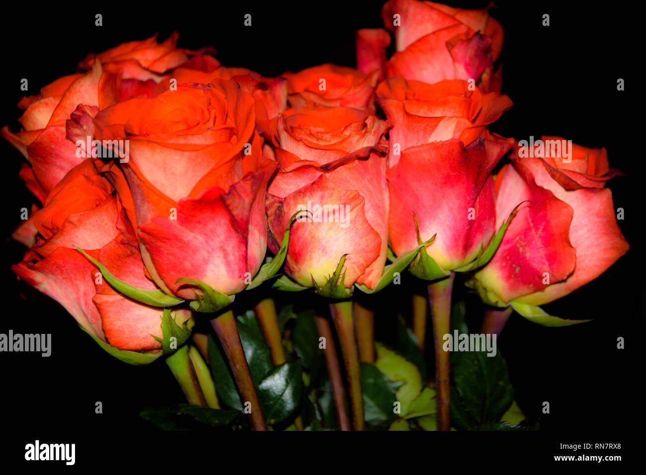 Dozen red roses hi-res stock photography and images - Alamy
