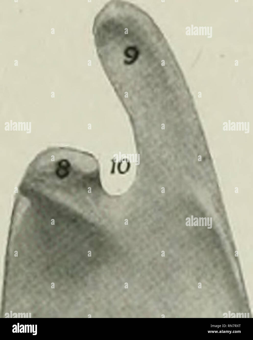 . The anatomy of the domestic animals. Veterinary anatomy. THE MANDIBLE ...