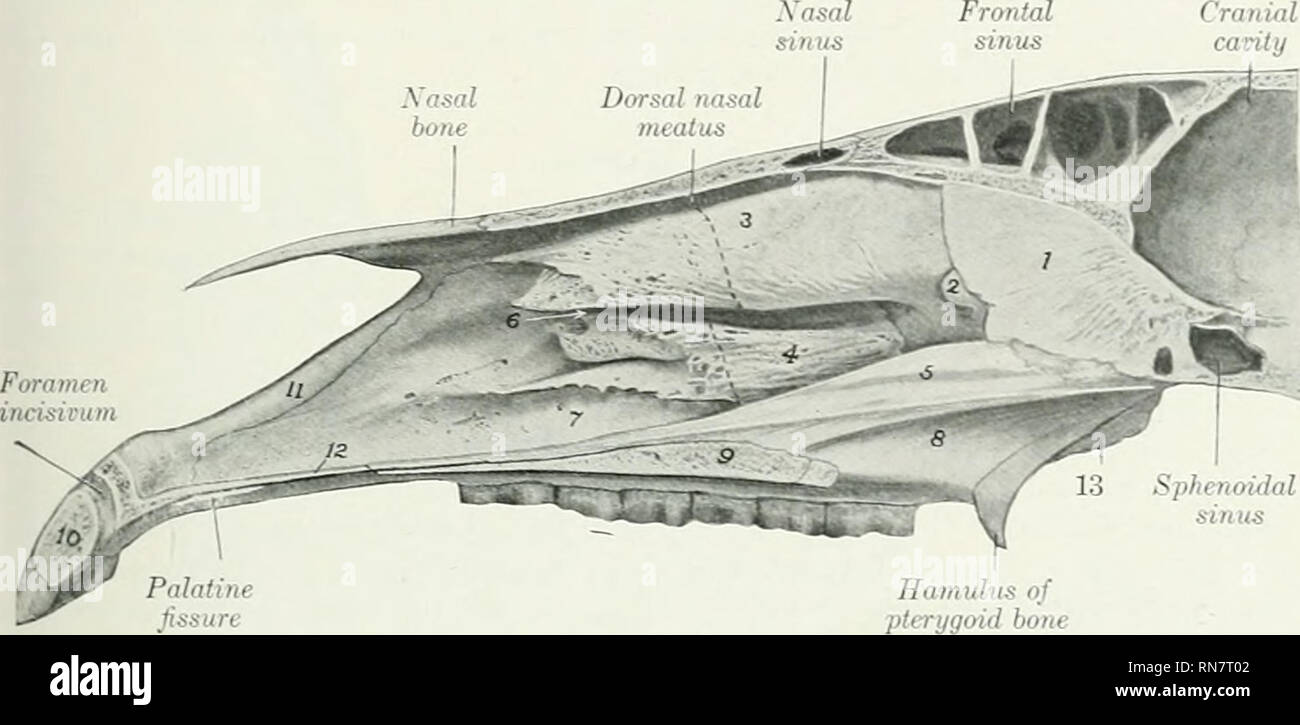 Nasal turbinate bone hi-res stock photography and images - Alamy