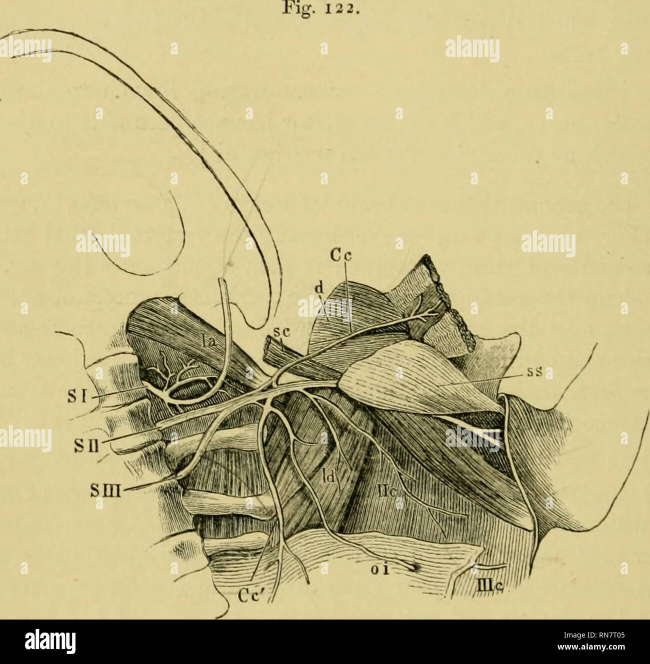. The anatomy of the frog. Frogs -- Anatomy; Amphibians -- Anatomy. 184 ...