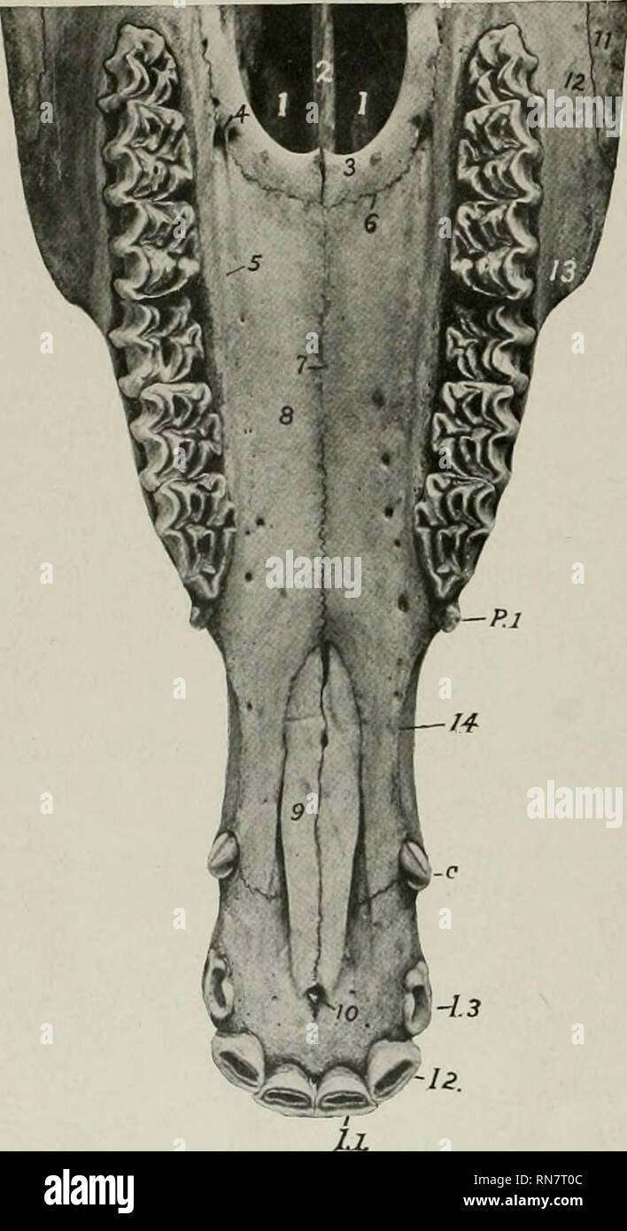 . The anatomy of the domestic animals. Veterinary anatomy. 66 THE ...