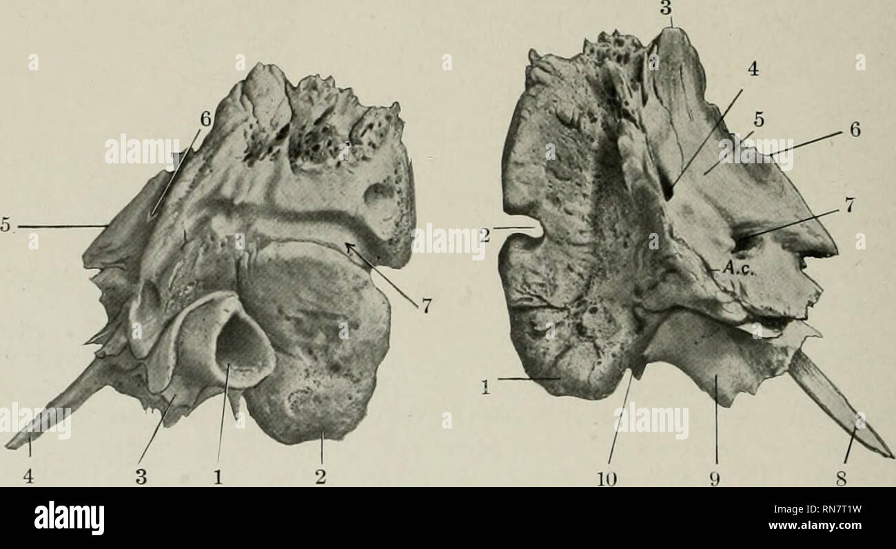 Acusticus High Resolution Stock Photography and Images - Alamy