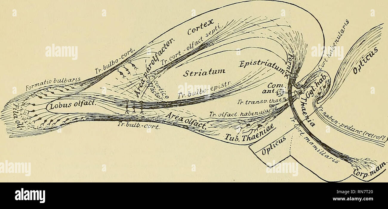 Cornu ammonis hi-res stock photography and images - Alamy