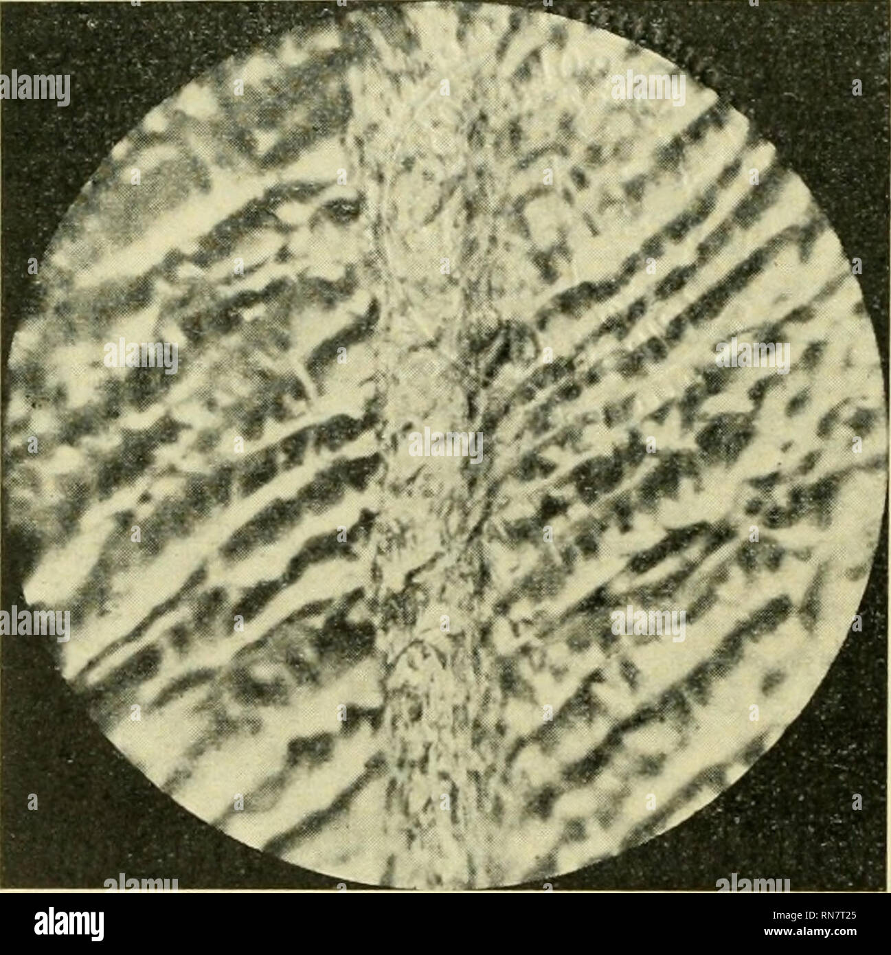 Aegypticus hi-res stock photography and images - Alamy