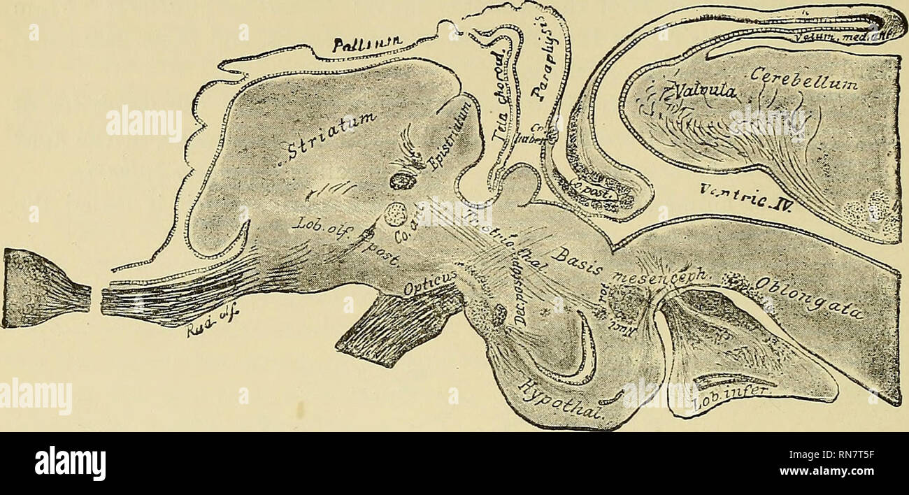 . The anatomy of the central nervous system of man and of vertebrates ...