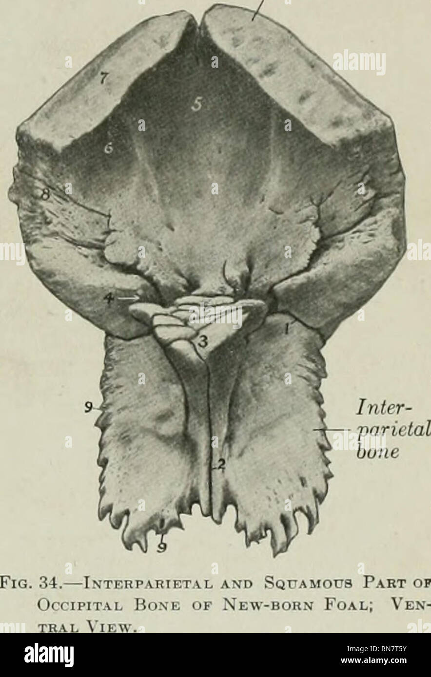. The anatomy of the domestic animals. Veterinary anatomy. THE PARIETAL ...