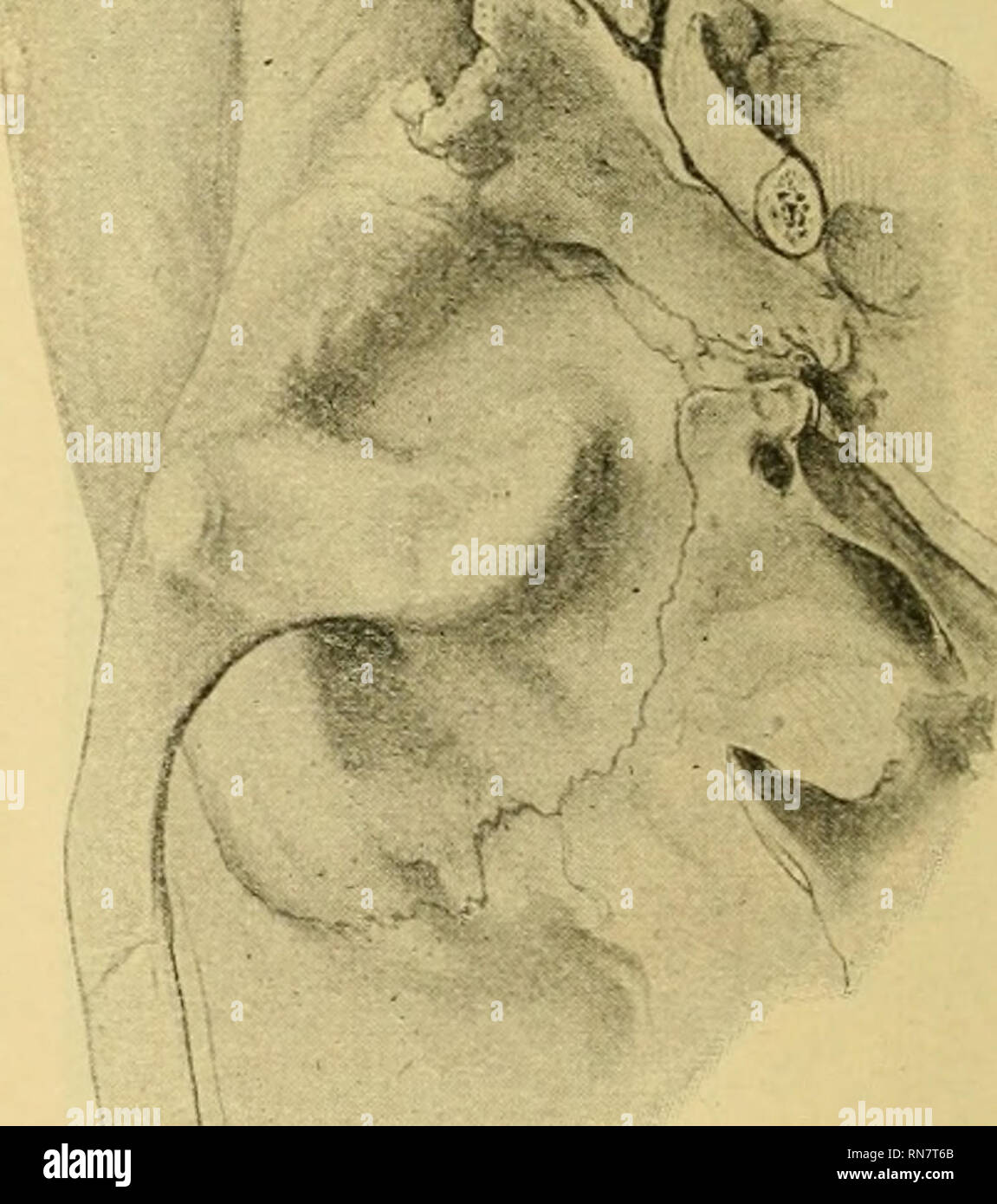 . Anatomischer Anzeiger. Anatomy, Comparative; Anatomy, Comparative ...