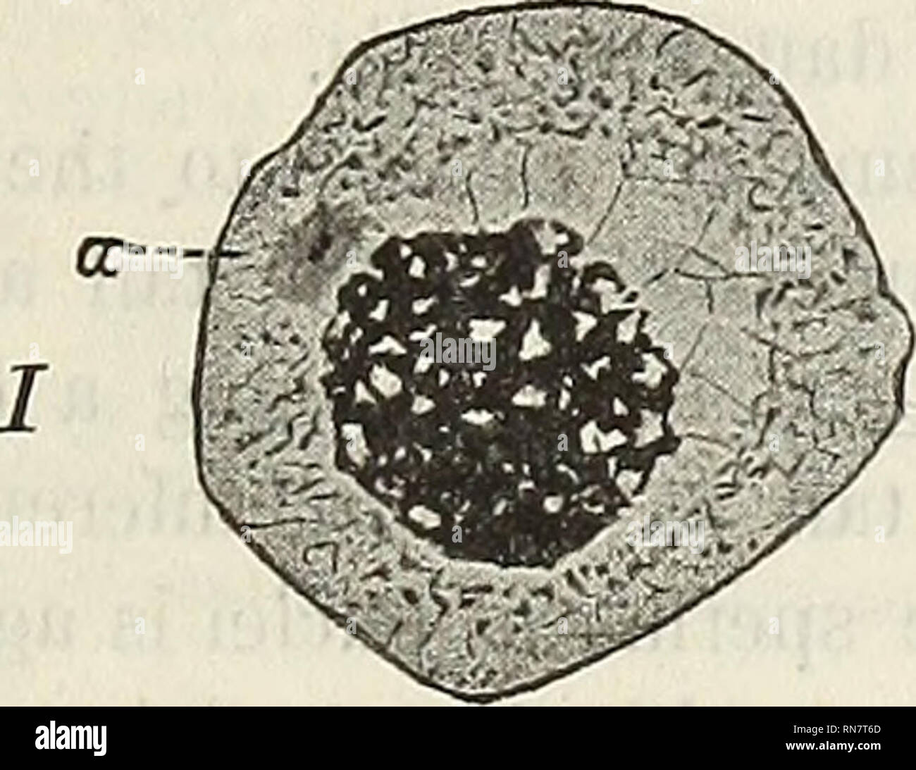 . Anatomischer Anzeiger. Anatomy, Comparative. 551 conspicuously ...