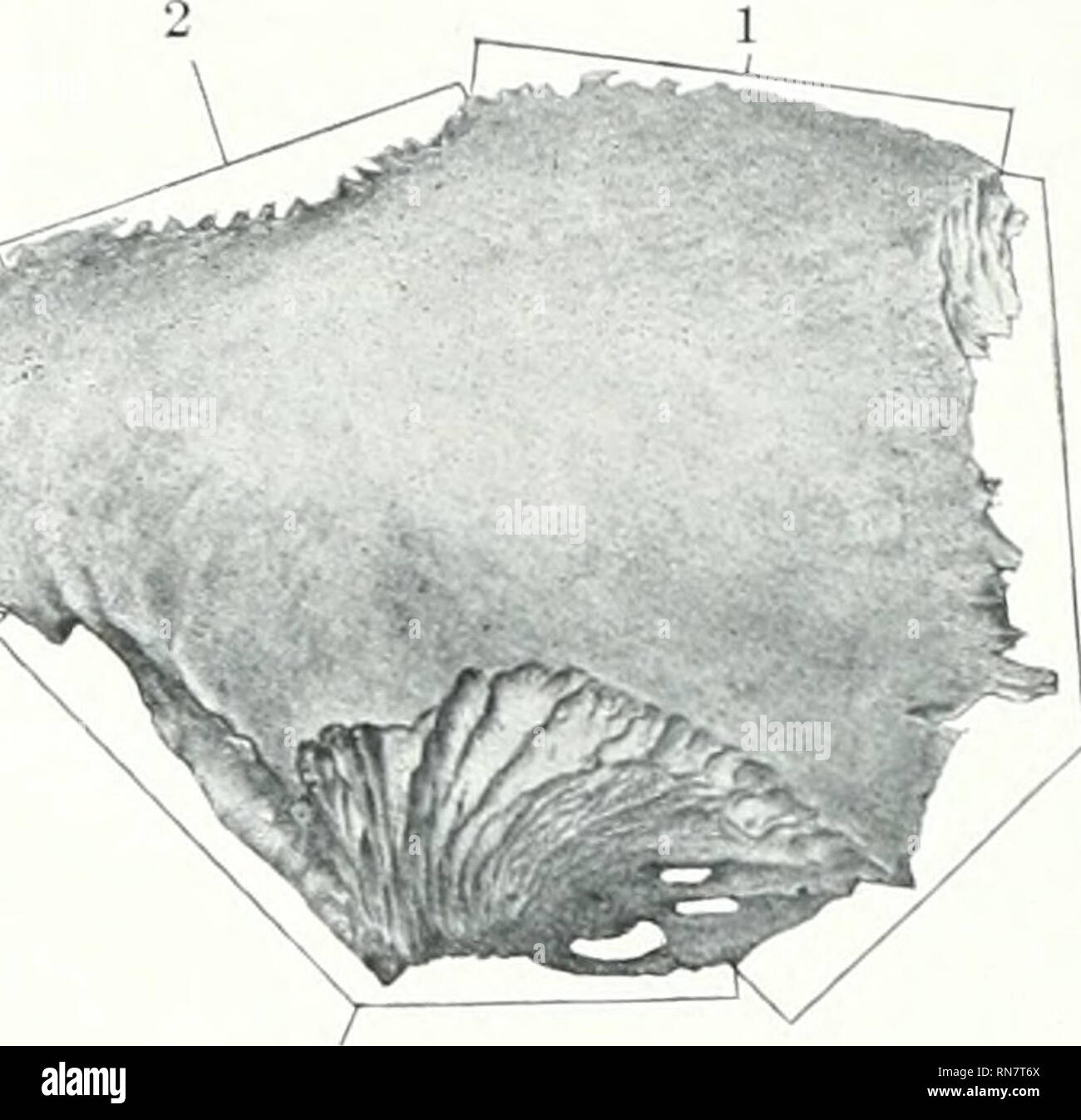. The anatomy of the domestic animals. Veterinary anatomy. 58 THE ...