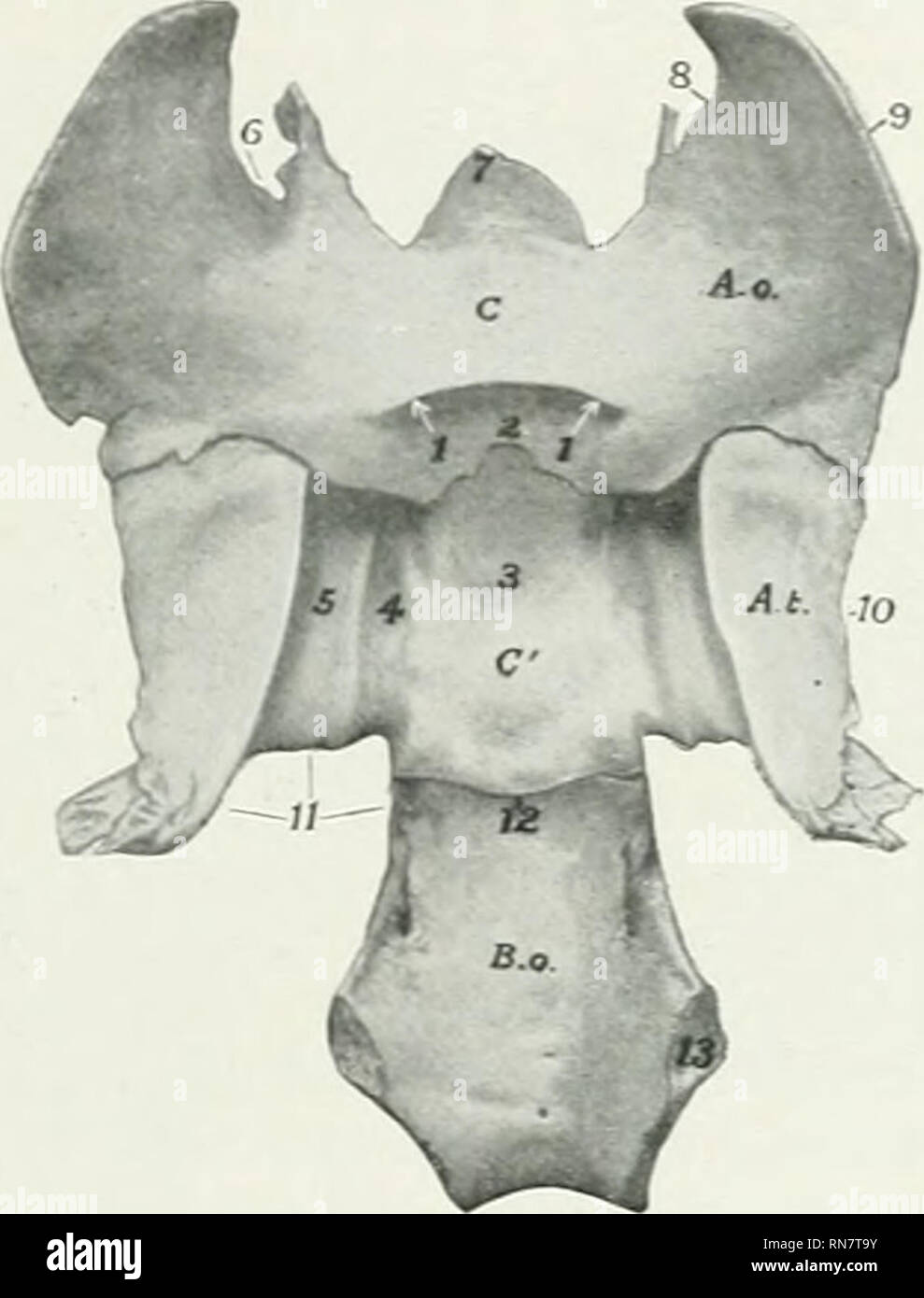 Cribriform plate of ethmoid hi-res stock photography and images - Alamy