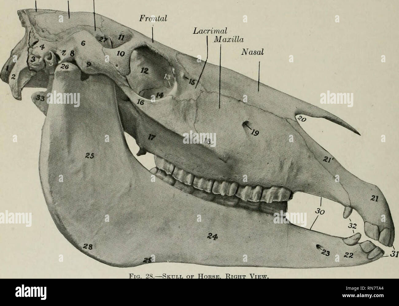 Basilar part of the occipital bone hi-res stock photography and images ...