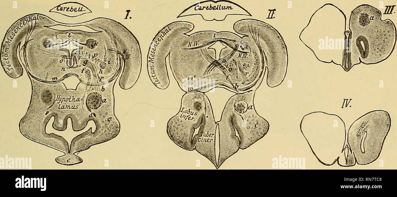 . The anatomy of the central nervous system of man and of vertebrates ...