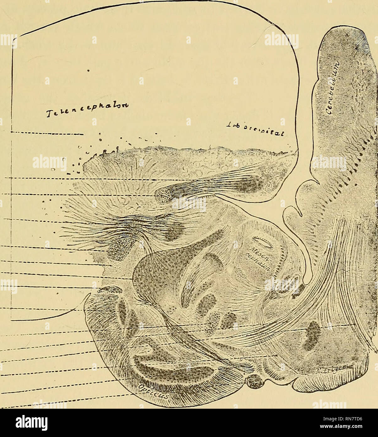 . The anatomy of the central nervous system of man and of vertebrates ...