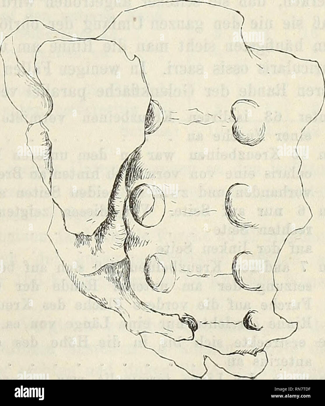 . Anatomischer Anzeiger. Anatomy, Comparative. Fig, 2. Superficies ...
