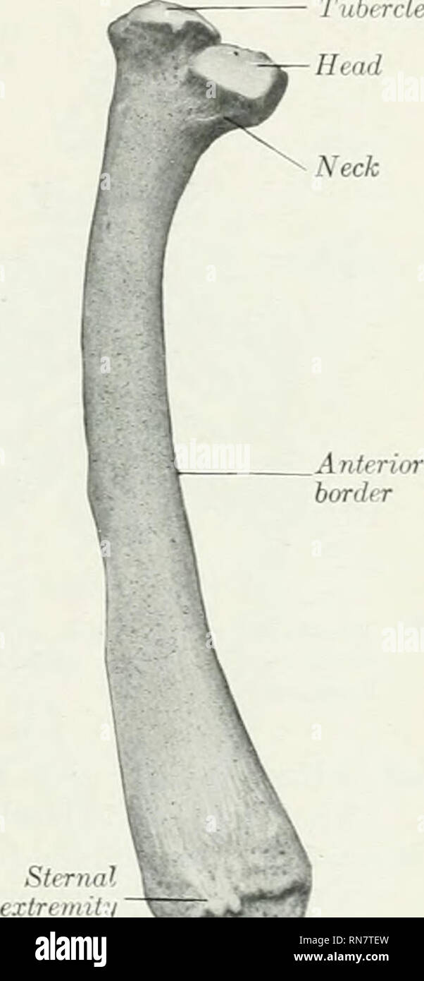 Head And Neck Of Ribs