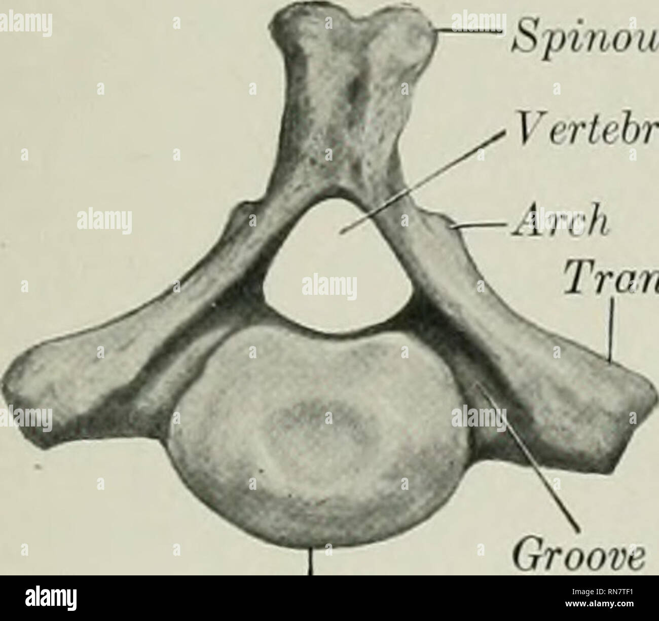 Coccygeal spine hi-res stock photography and images - Alamy