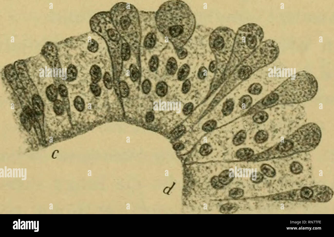 Vescicola hi-res stock photography and images - Alamy