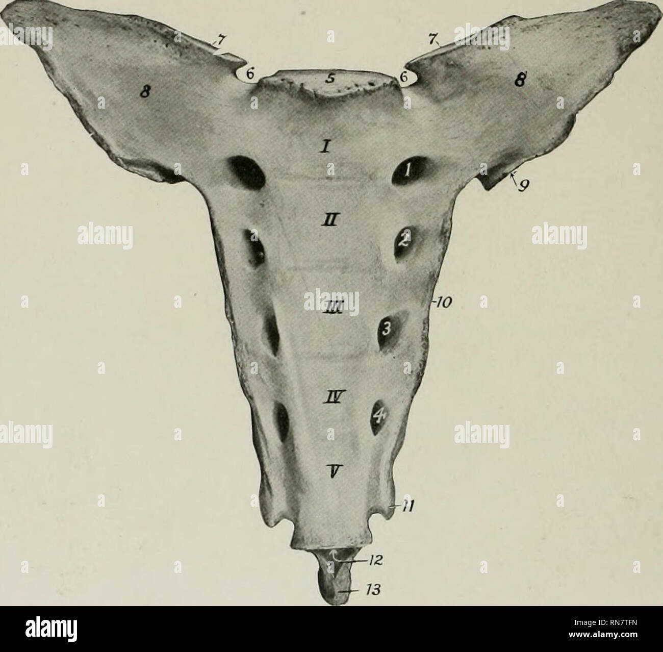 . The anatomy of the domestic animals. Veterinary anatomy. 42 THE ...