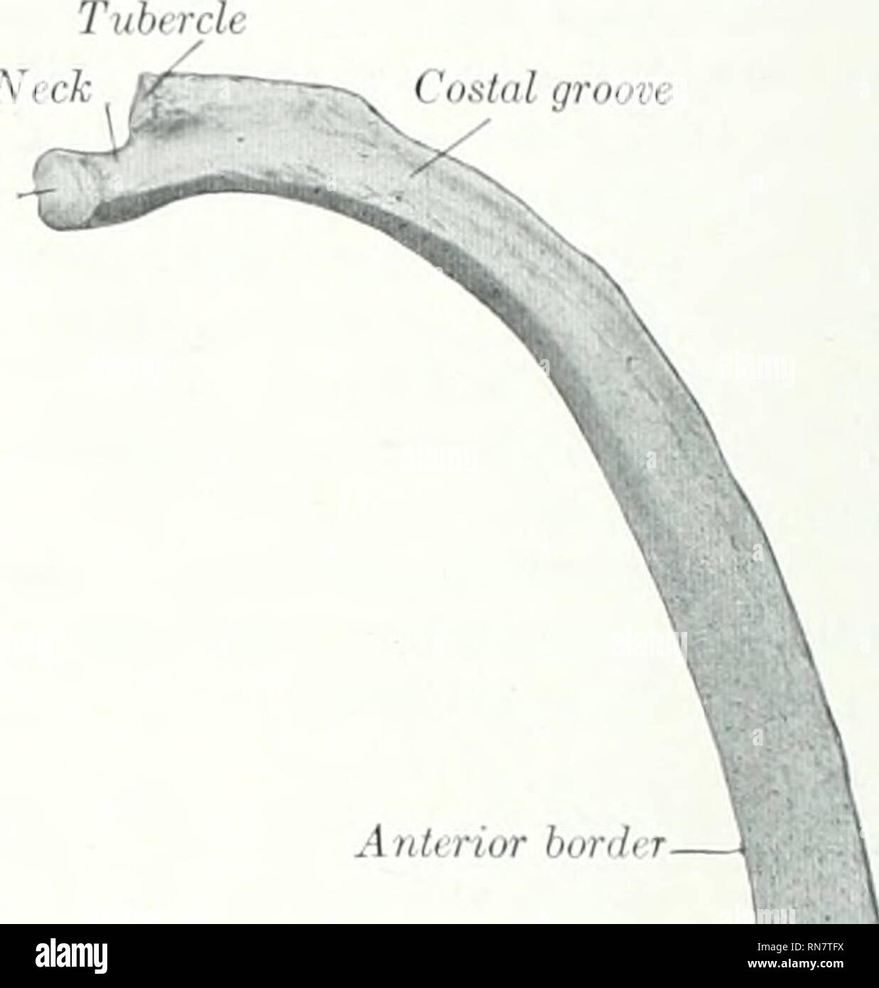 Bone Tubercle Of Animal Anatomy