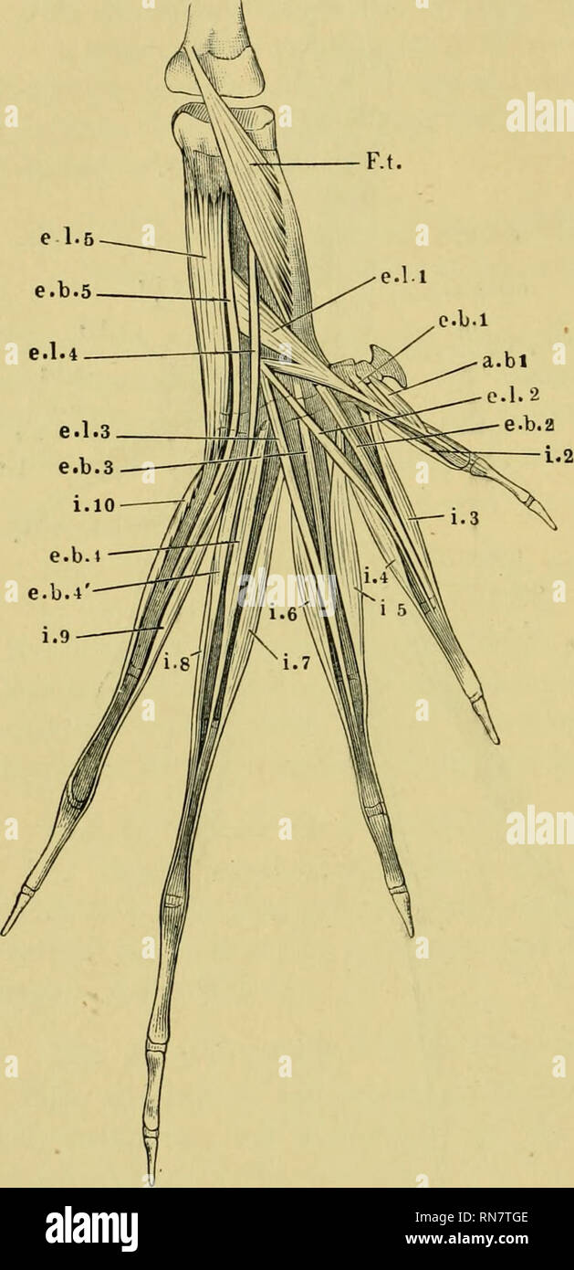 . The anatomy of the frog. Frogs -- Anatomy; Amphibians -- Anatomy. 118 ...