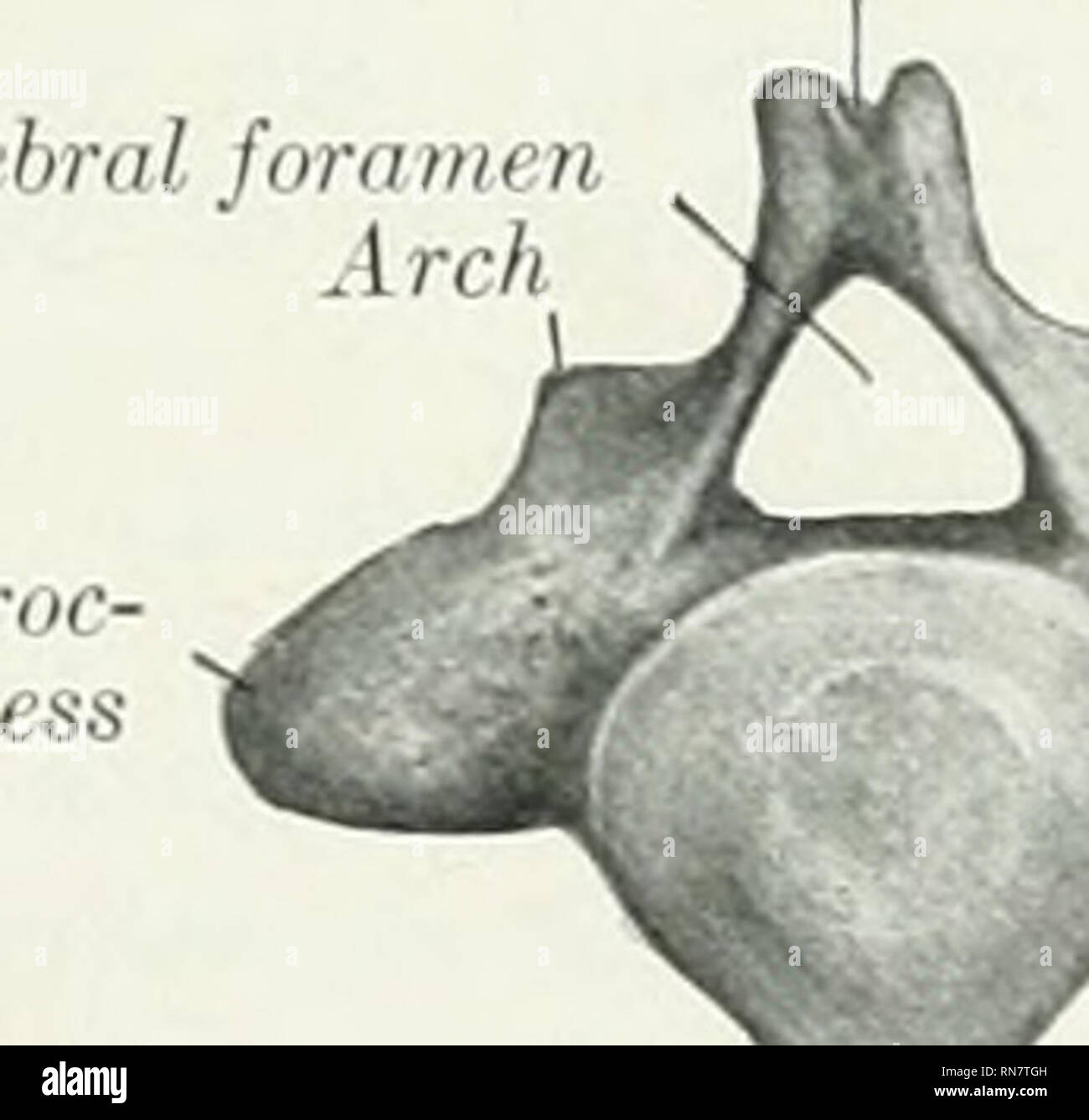 . The anatomy of the domestic animals. Veterinary anatomy. Fig. 20 ...