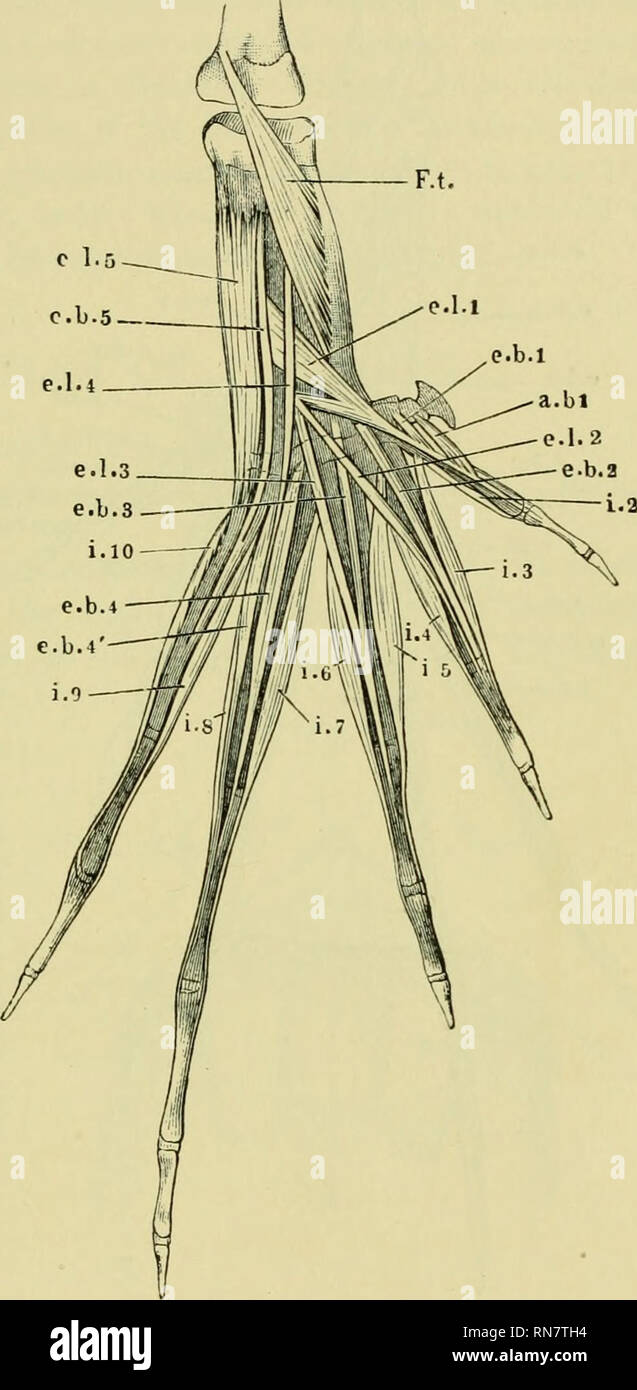 . The anatomy of the frog. Frogs -- Anatomy; Amphibians -- Anatomy ...