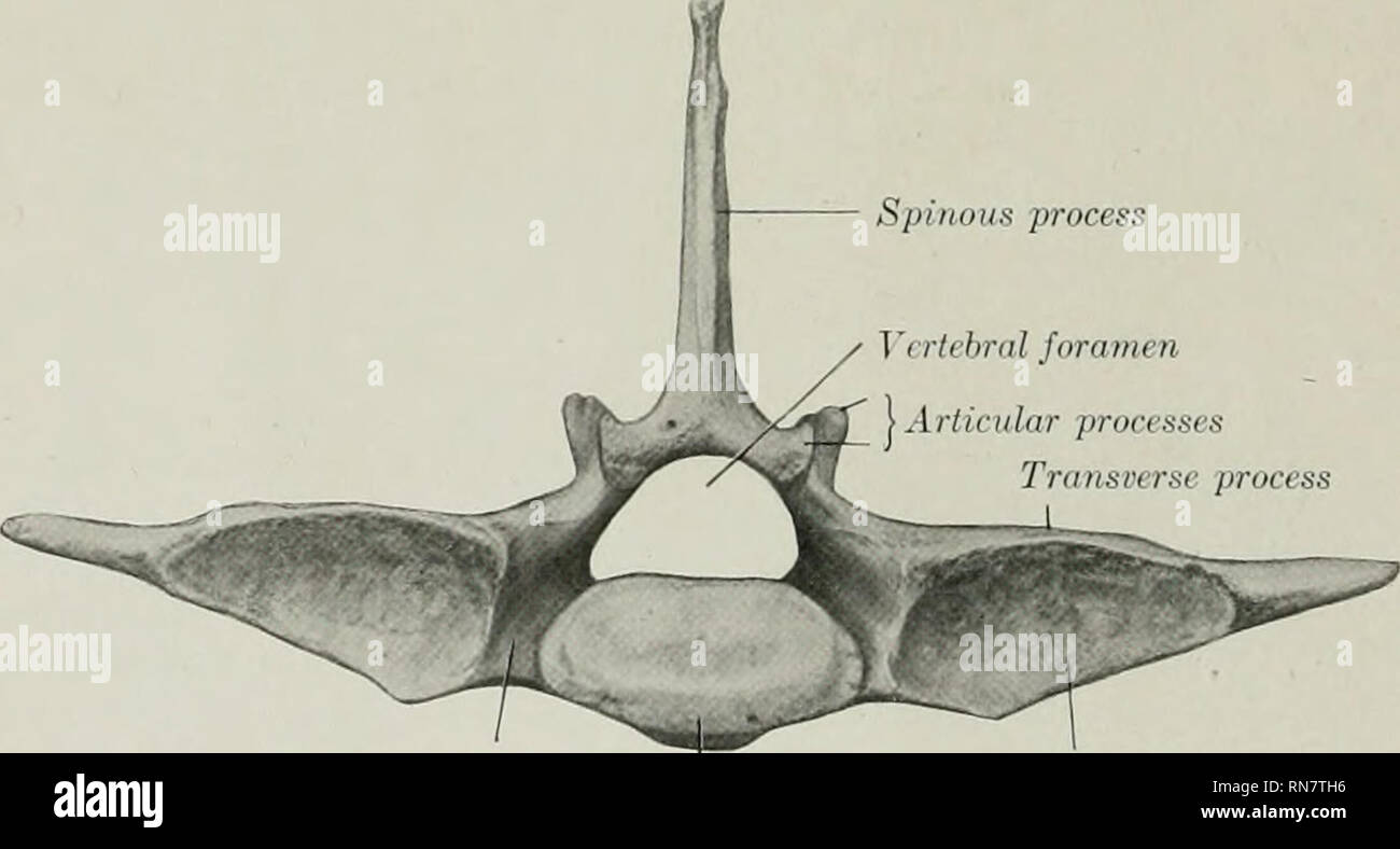 . The anatomy of the domestic animals. Veterinary anatomy. Ventral ...