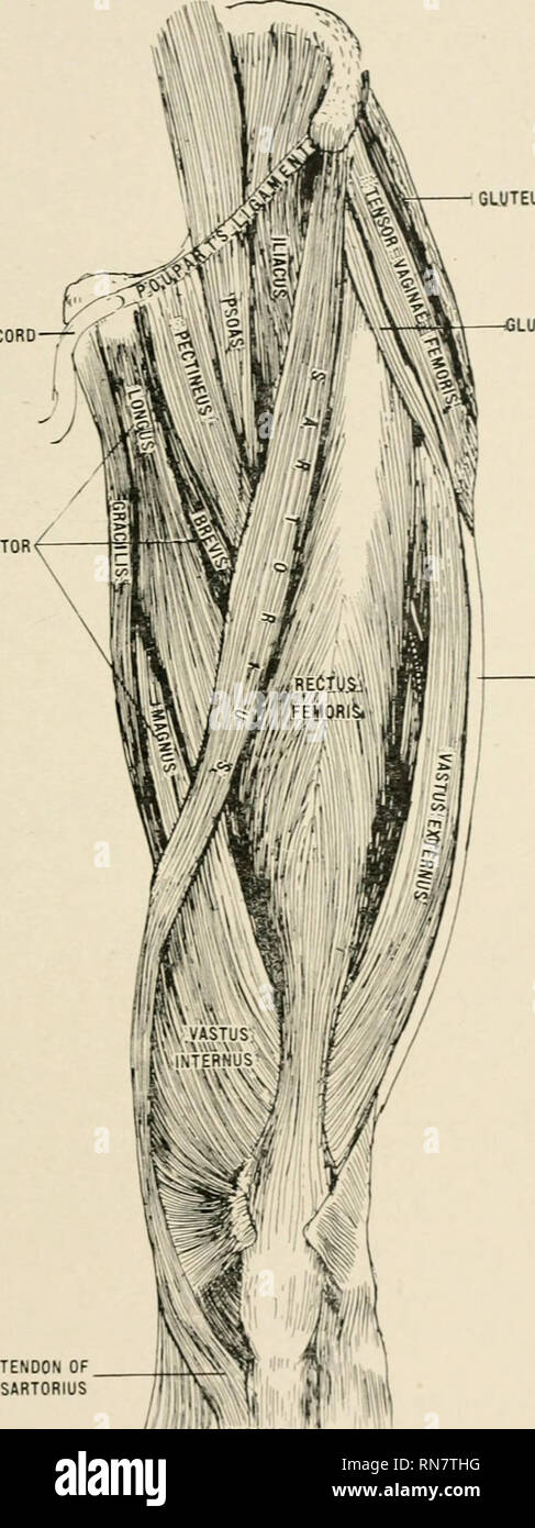 Human gluteus medius muscles hi-res stock photography and images - Alamy