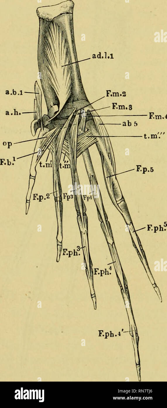 . The anatomy of the frog. Frogs -- Anatomy; Amphibians -- Anatomy. 112 ...