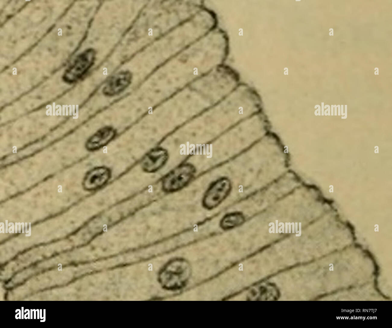 . Anatomischer Anzeiger. Anatomy, Comparative; Anatomy, Comparative ...