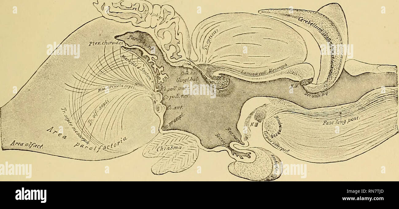 . The anatomy of the central nervous system of man and of vertebrates ...