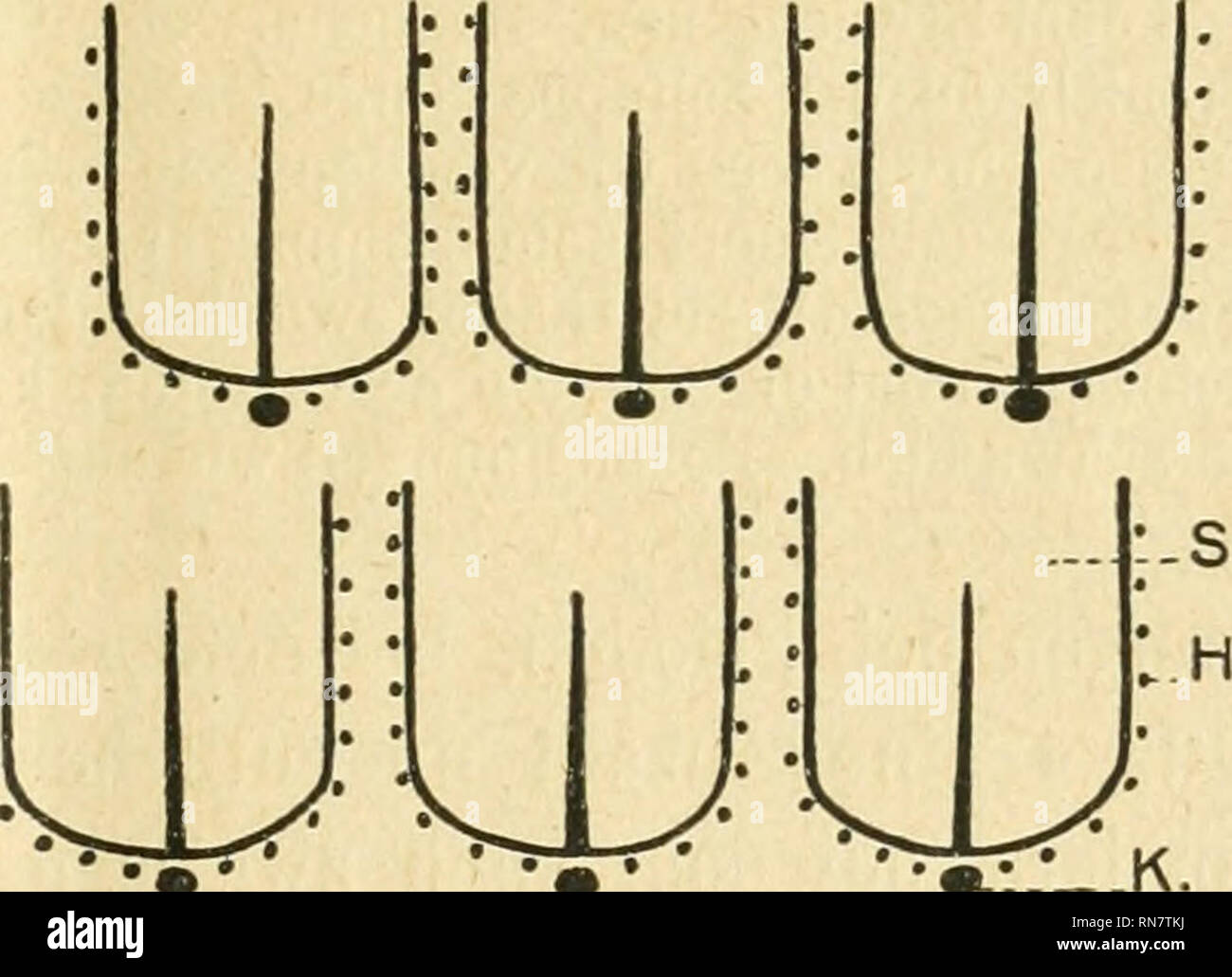 . Anatomischer Anzeiger. Anatomy, Comparative; Anatomy, Comparative ...