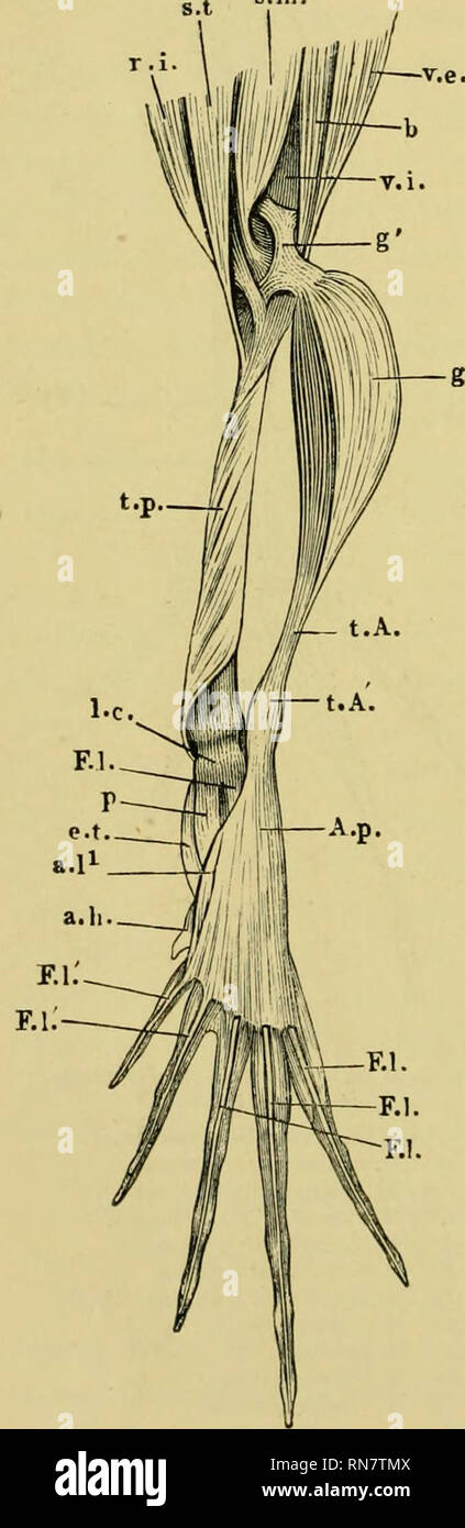 . The anatomy of the frog. Frogs -- Anatomy; Amphibians -- Anatomy. 106 ...
