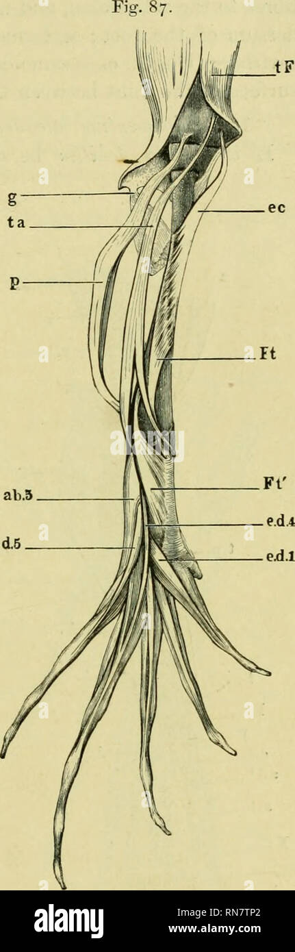 Frog Dissection Muscles