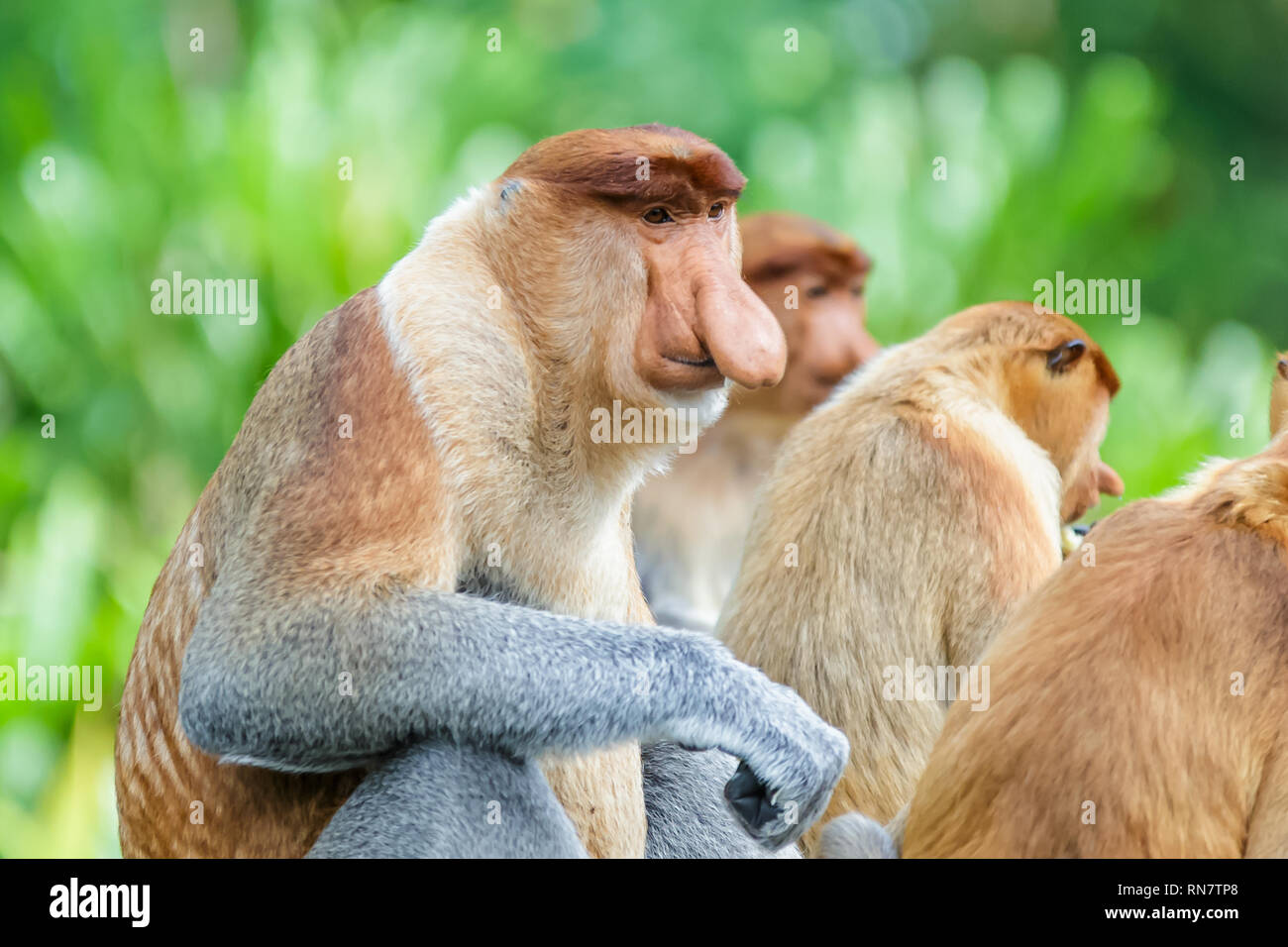 proboscis monkey or nasalis larvatus Stock Photo - Alamy