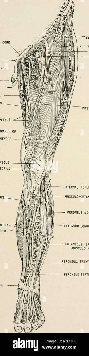 . Anatomy in a nutshell : a treatise on human anatomy in its relation ...