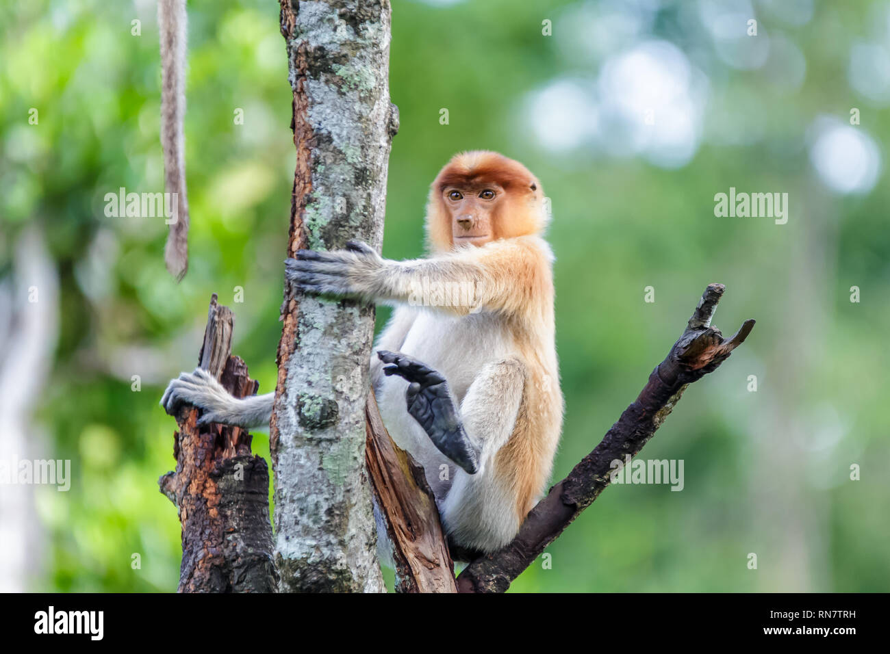proboscis monkey or nasalis larvatus Stock Photo - Alamy